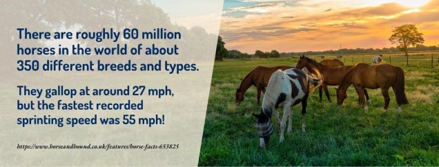 10 Colleges for Horse Lovers: Best Equine Studies Courses - College Cliffs