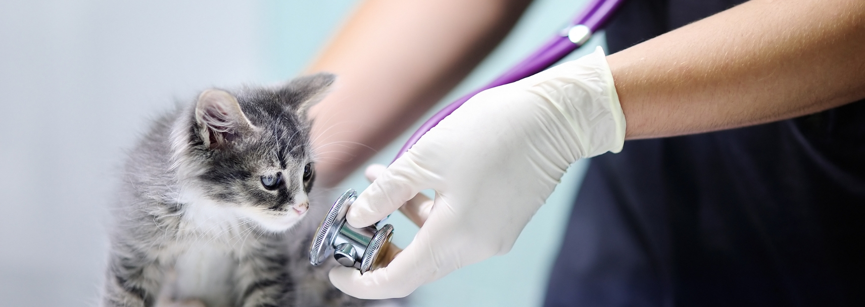 9 Best Veterinary Tech Online Associates Degree Programs - College Cliffs